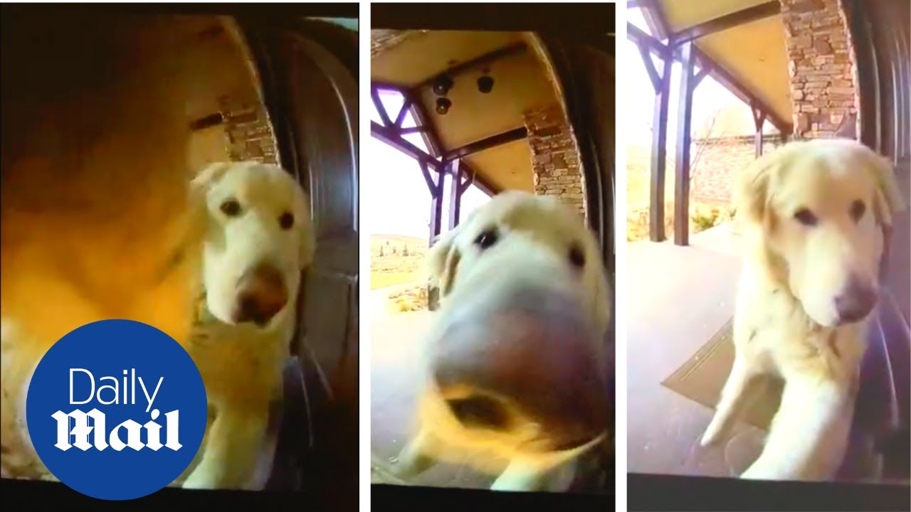 Clever Golden retriever dog ringing doorbell caught on camera - YouTube