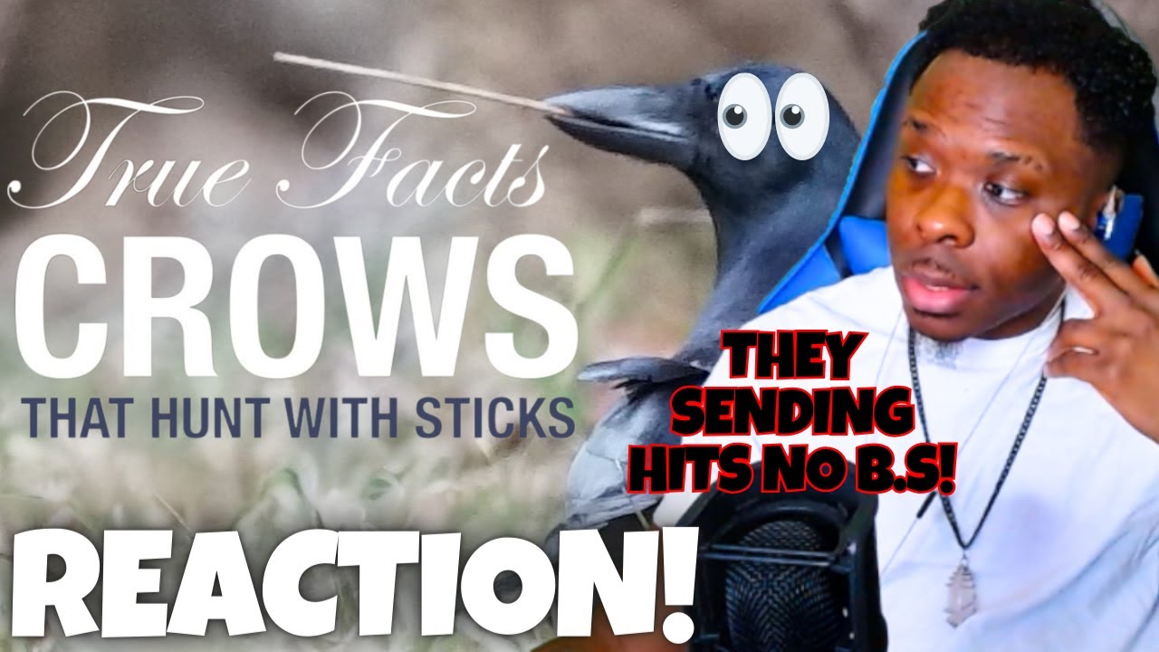 TRUE FACTS Crows That Hunt With Sticks Reaction! 🤨 - YouTube