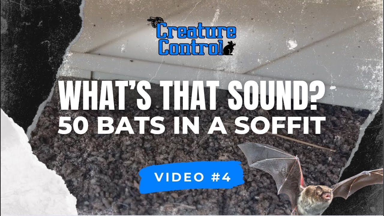 What 50 Bats in a Soffit Sound Like | Michigan Bat Removal | Video #4 ...