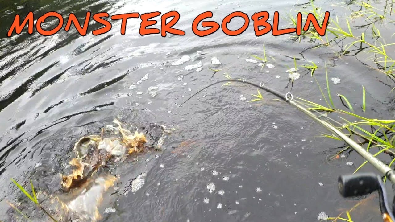MANCING TOMAN BUNGA GOBLIN|KERANDANG HIJAU TIDAK PERLU KE WAKANDA ...