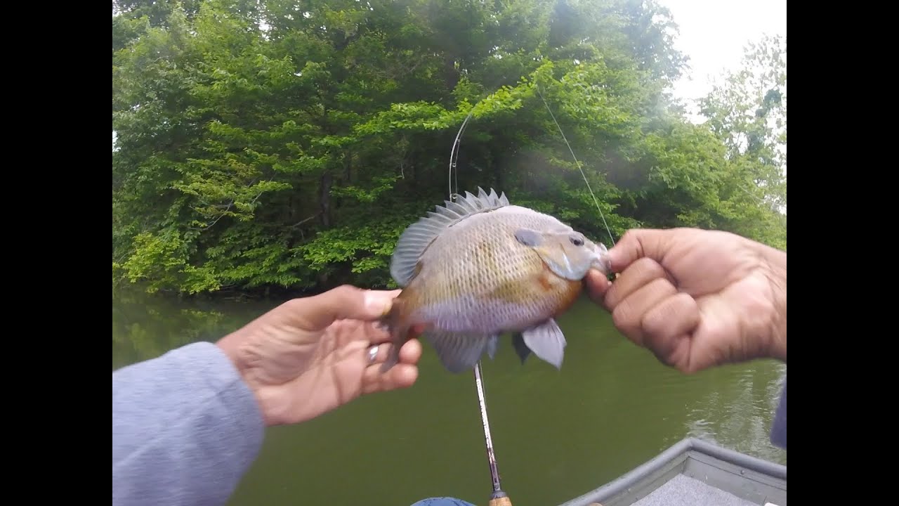 Bluegill/ Shellcracker fishing with trout magnets! - YouTube