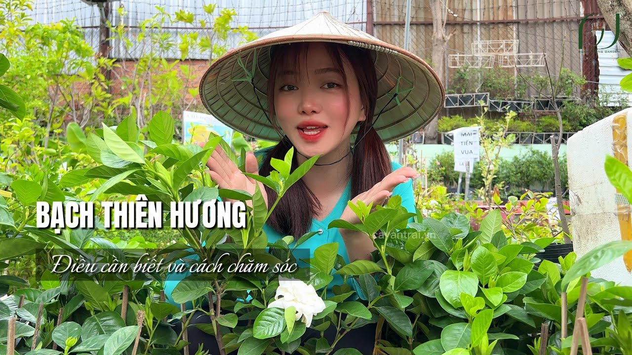 Giống Hoa Bạch Thiên Hương và cách chăm sóc ra nhiều hoa - YouTube