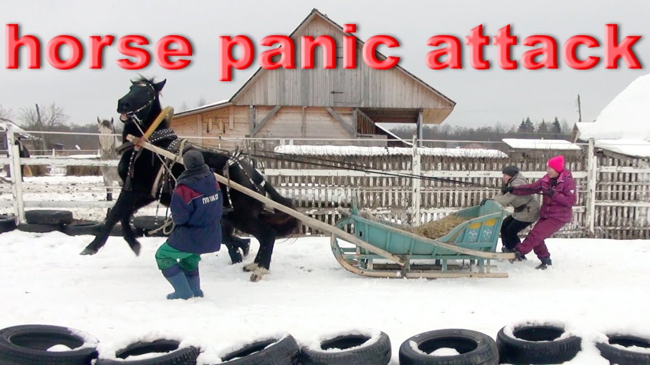 Horse panic attack - YouTube