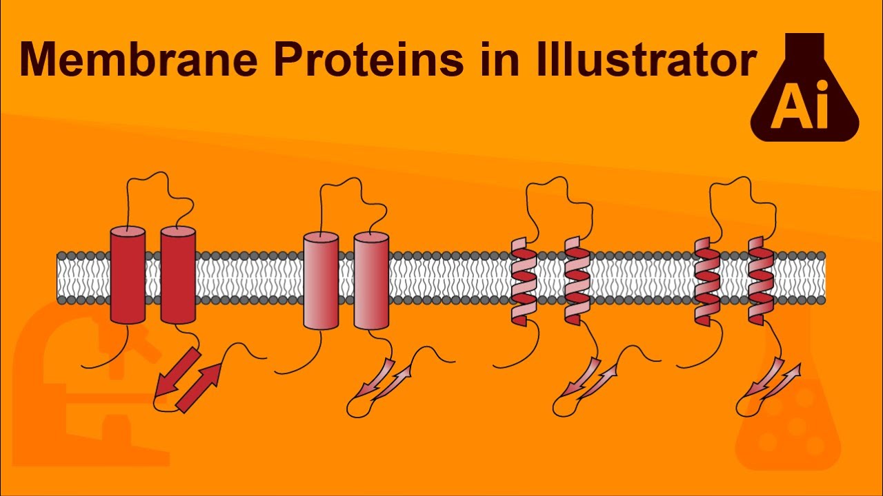 Membrane Proteins in Adobe Illustrator - YouTube