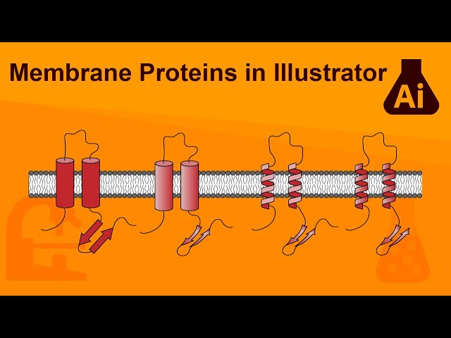 Integral Protein Diagram How To Purify Membrane Proteins With