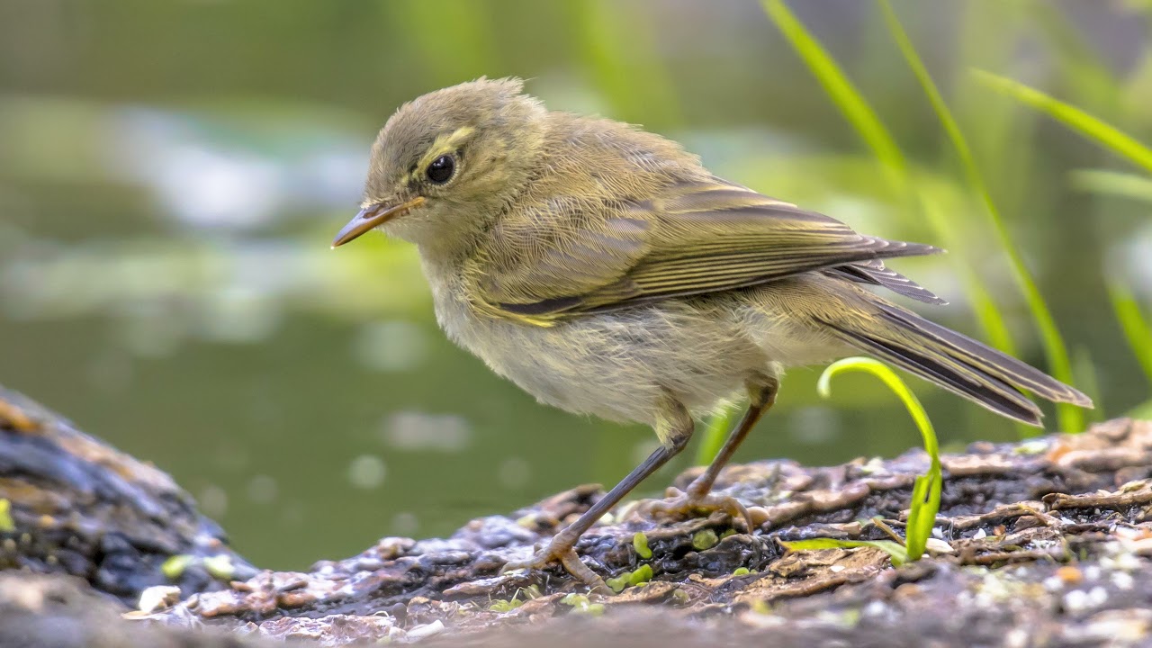 10 Hours | The song of the Common Chiffchaff - Learn to recognize the ...