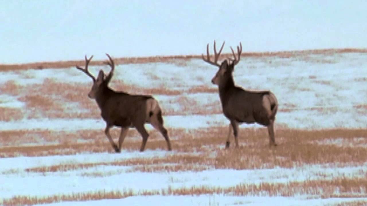 Alberta Mule Deer Hunting from Alberta Professional Outfitters Society ...