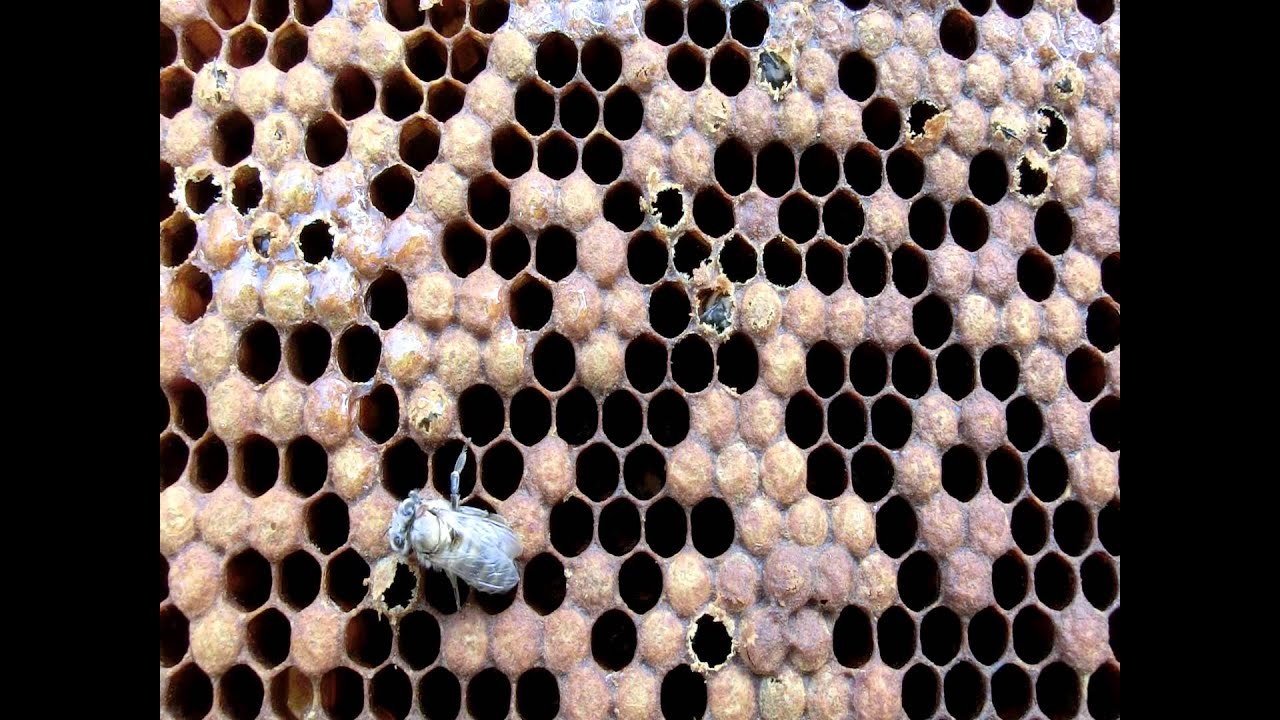 Warroza na młodej pszczole i chodząca po ramce- Varroa destructor ...