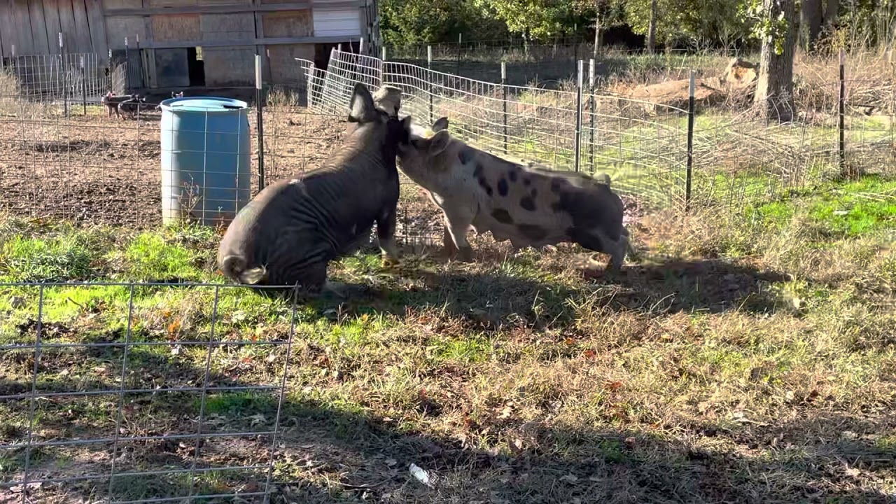PIGS, Never fails to be a pig fight when two pigs come together for the ...