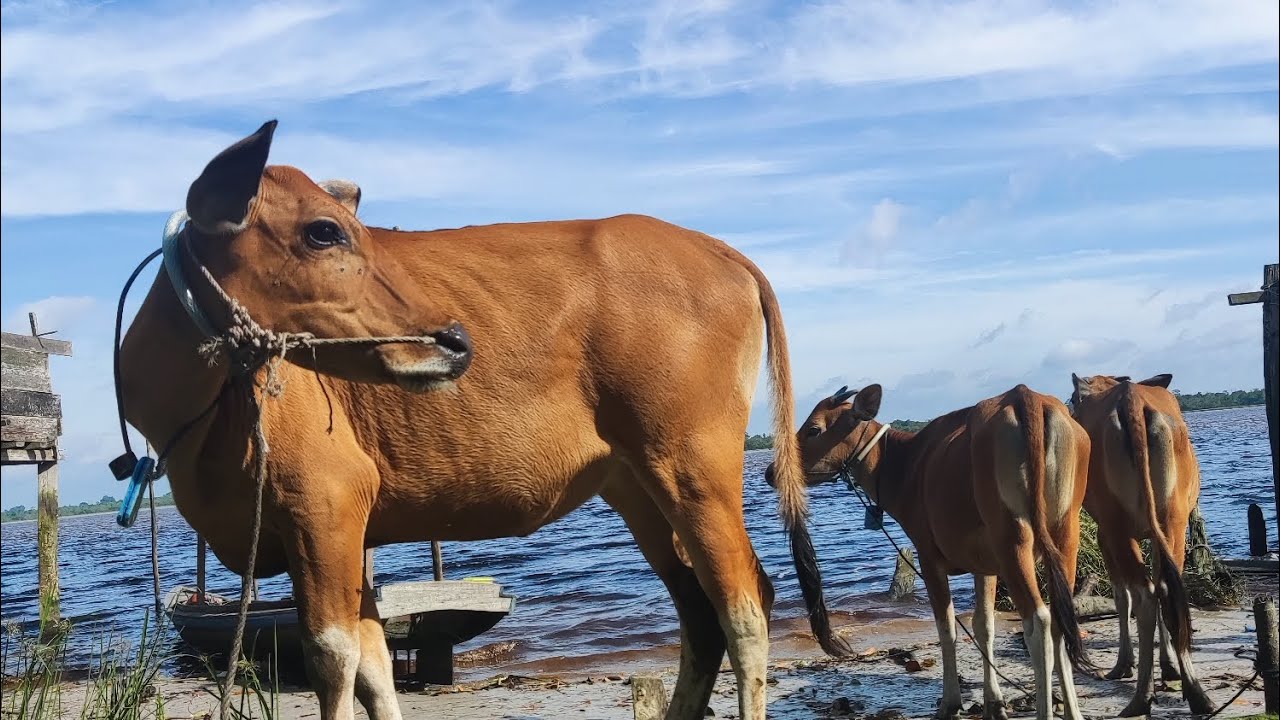 Ternak Sapi bali Terbesar Di teluk meranti - YouTube