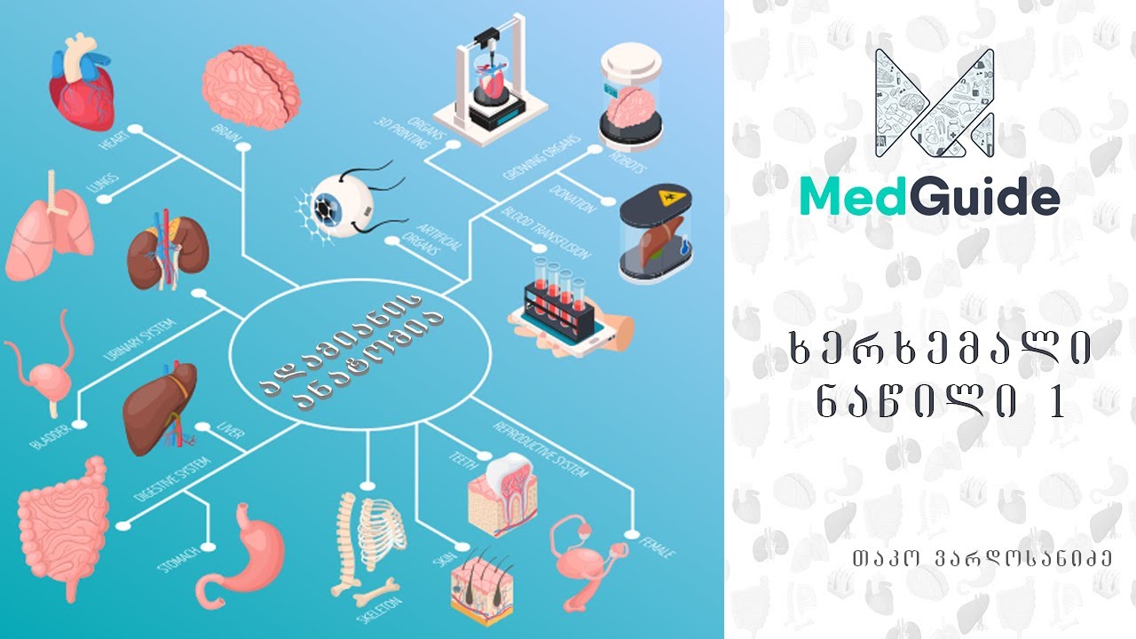 Medguide/მედგიდი - ანატომია: ხერხემალი (ნაწილი 1) - YouTube