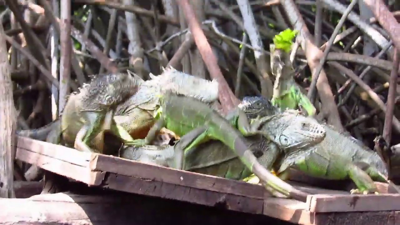 La Ventanilla, Oaxaca Tour en el Manglar con Lagarto Real - YouTube