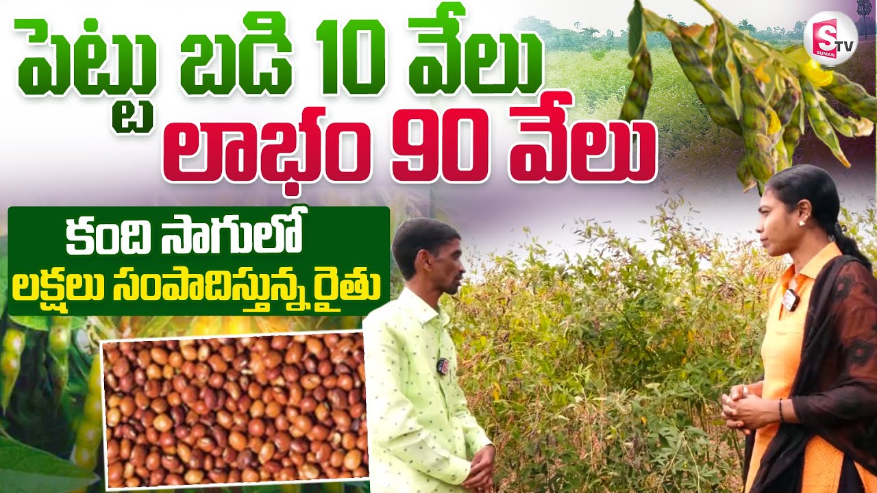 Red Gram Cultivation | Kandi Panta | Colombo Kandi Farming | పెట్టు బడి ...