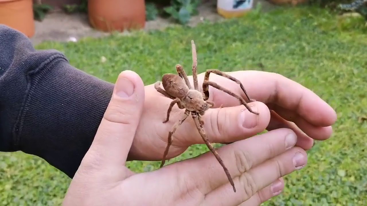 GIANT huntsman spider handling - YouTube