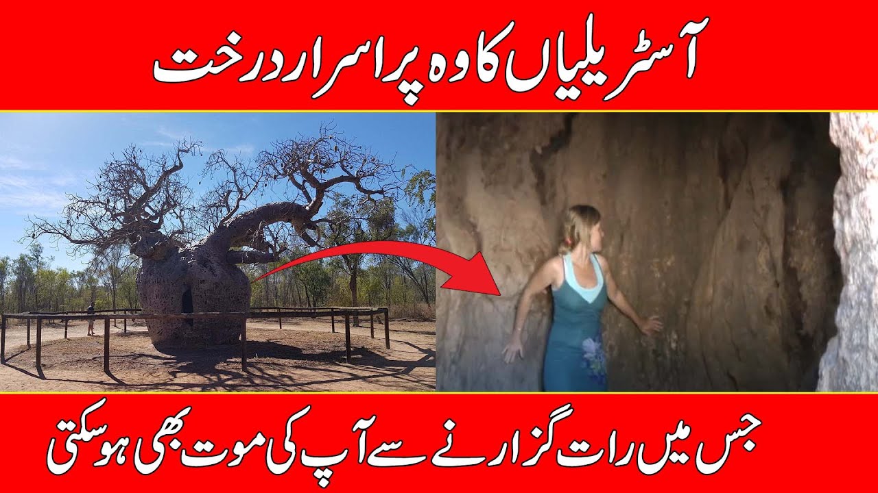 What Is Inside The Boab Prison Tree - YouTube