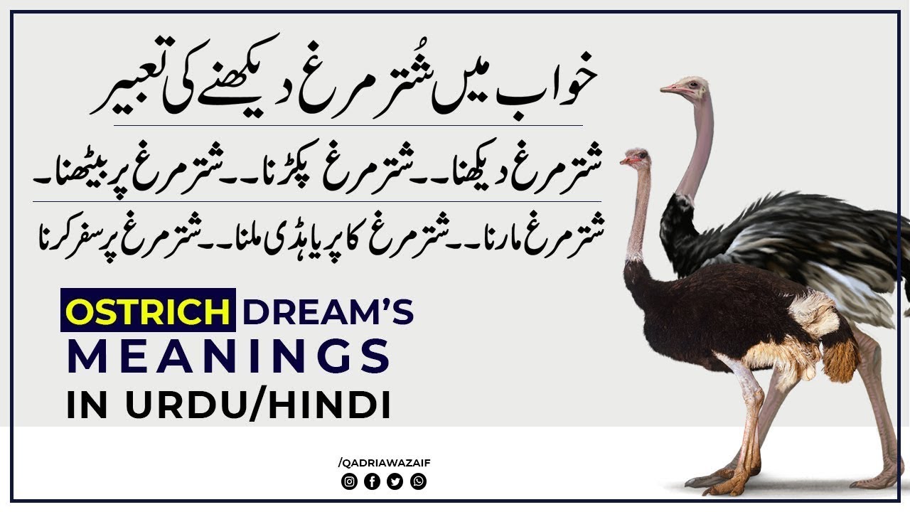 Khwab Mein Shutar Murgh Dekhna | Ostrich Dream Meanings in Urdu | خواب ...