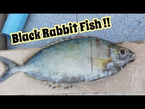Black rabbit fish spinefoot and mullet fishing #fish #fishing #mullet ...
