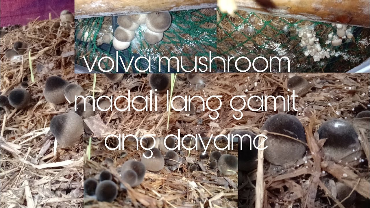 paano magpatubo ng kabute/ kabuteng saging gamit ang dayame| rj ...