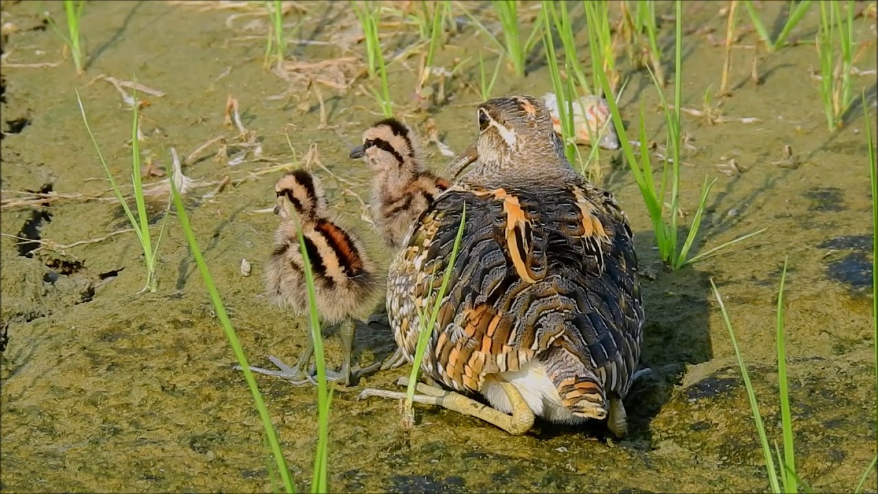 彩鷸與3隻寶寶 Greater Painted-snipe and 3 chicks ,(My family my love) タマシギ ...