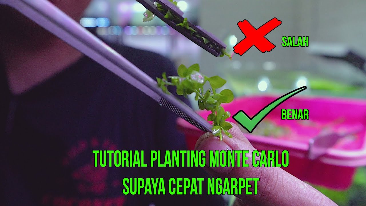 TUTORIAL LENGKAP PLANTING MONTE CARLO SUPAYA BISA CEPAT NGARPET #2 ...