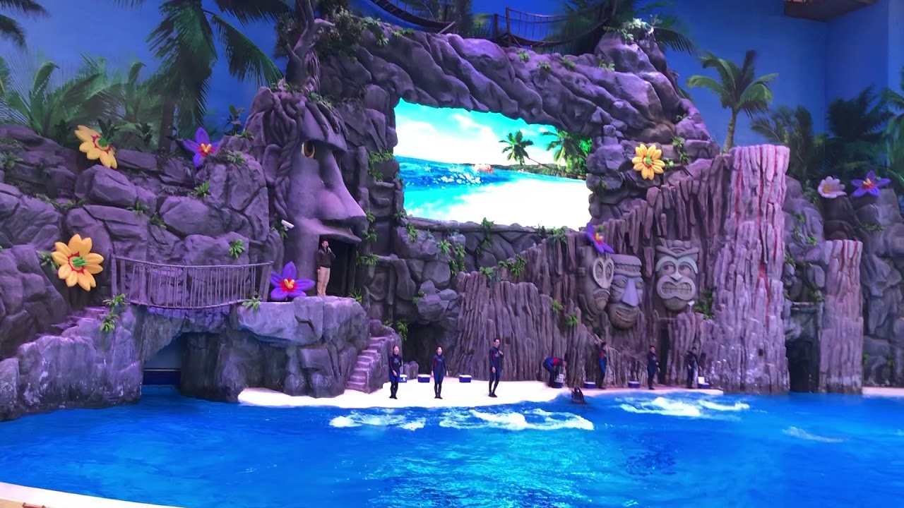 Dolphin performance - YouTube