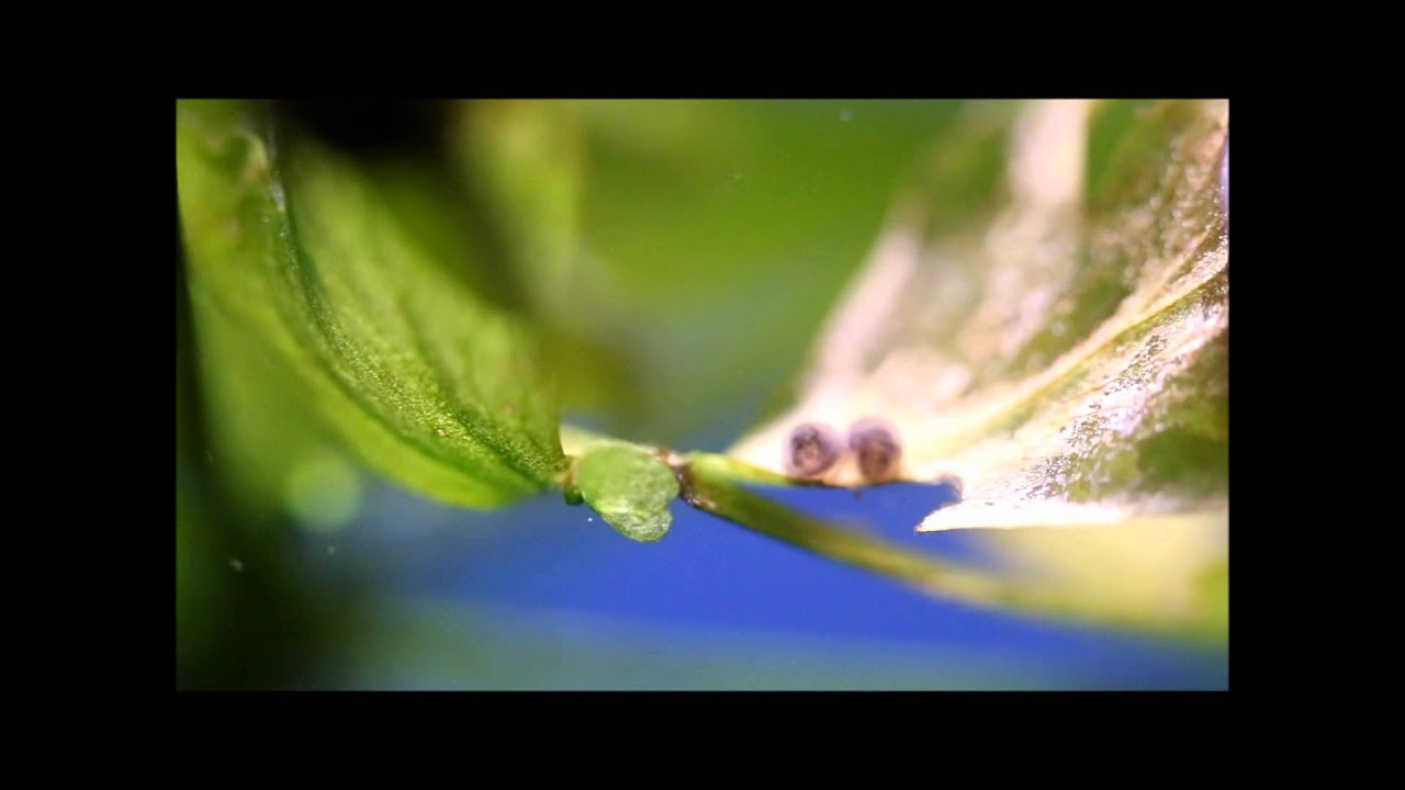 Corydoras panda eggs - YouTube