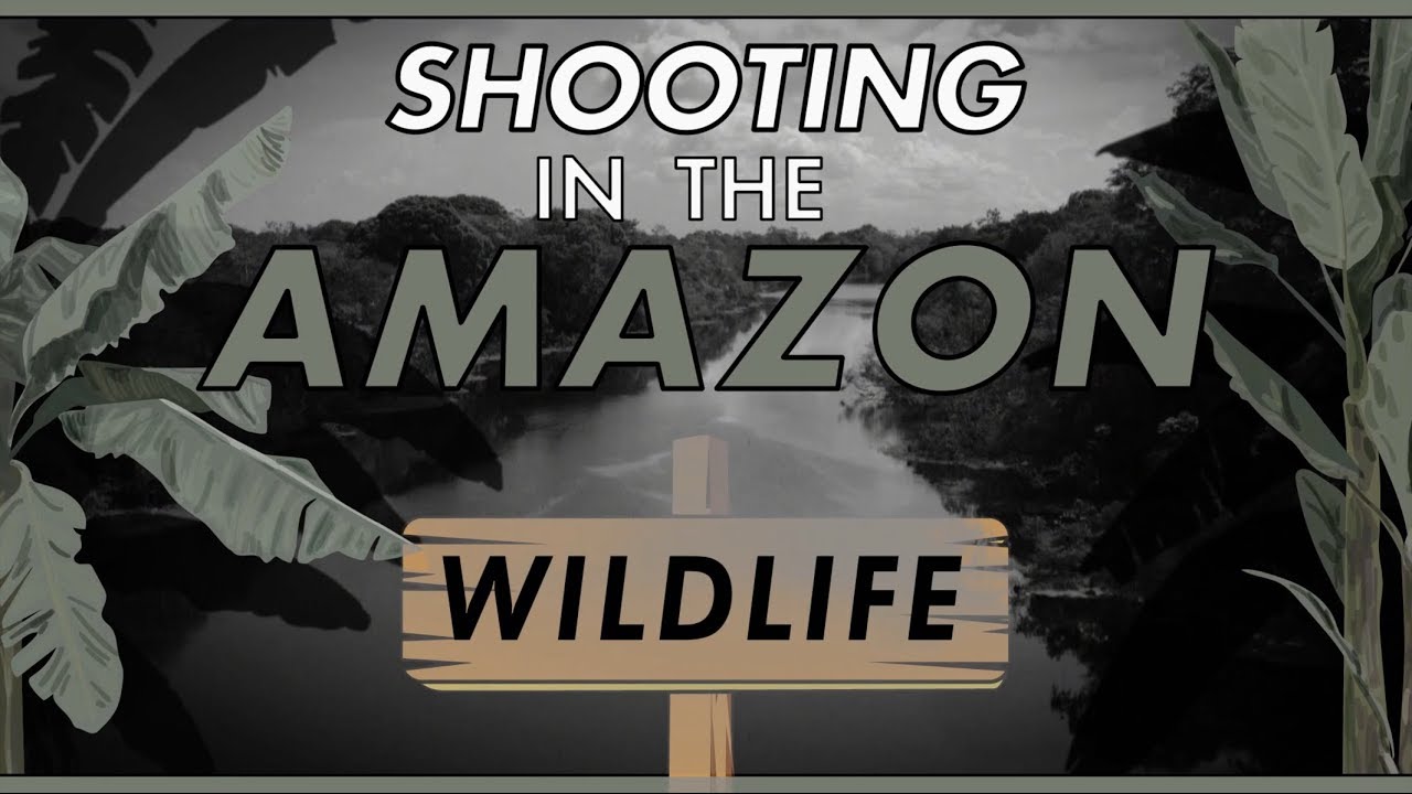 Filming with Wildlife | Into the Amazon - YouTube