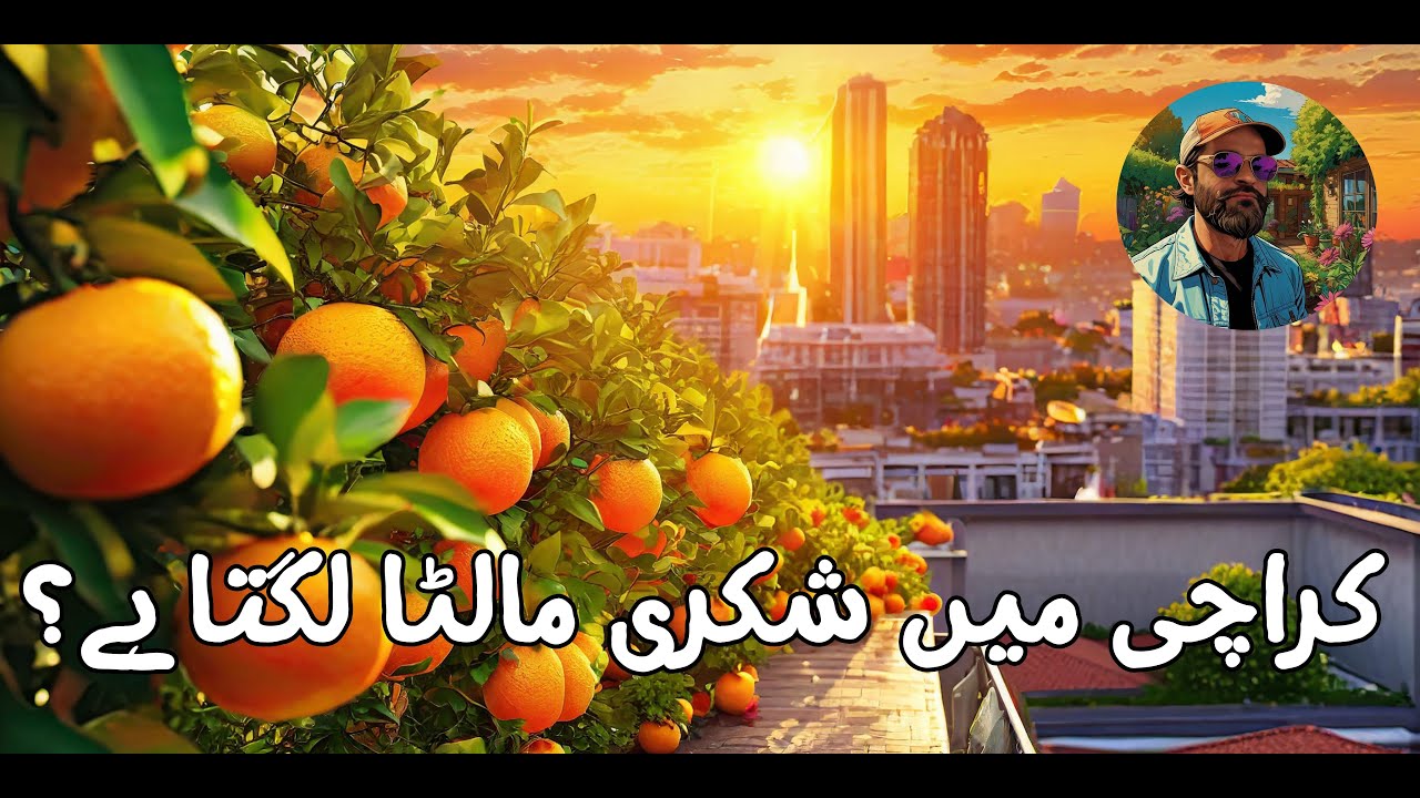 Shakri Malta Cultivation in Karachi ? | کراچی میں شکری مالٹا لگتا ہے ...