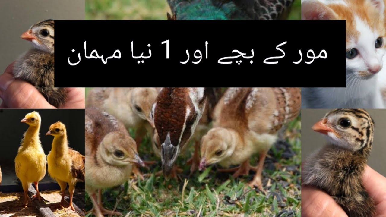 Aj Liye Moor K Bachy or Cheeni Murgi k Bachy Or Ek Naya Mehman ...