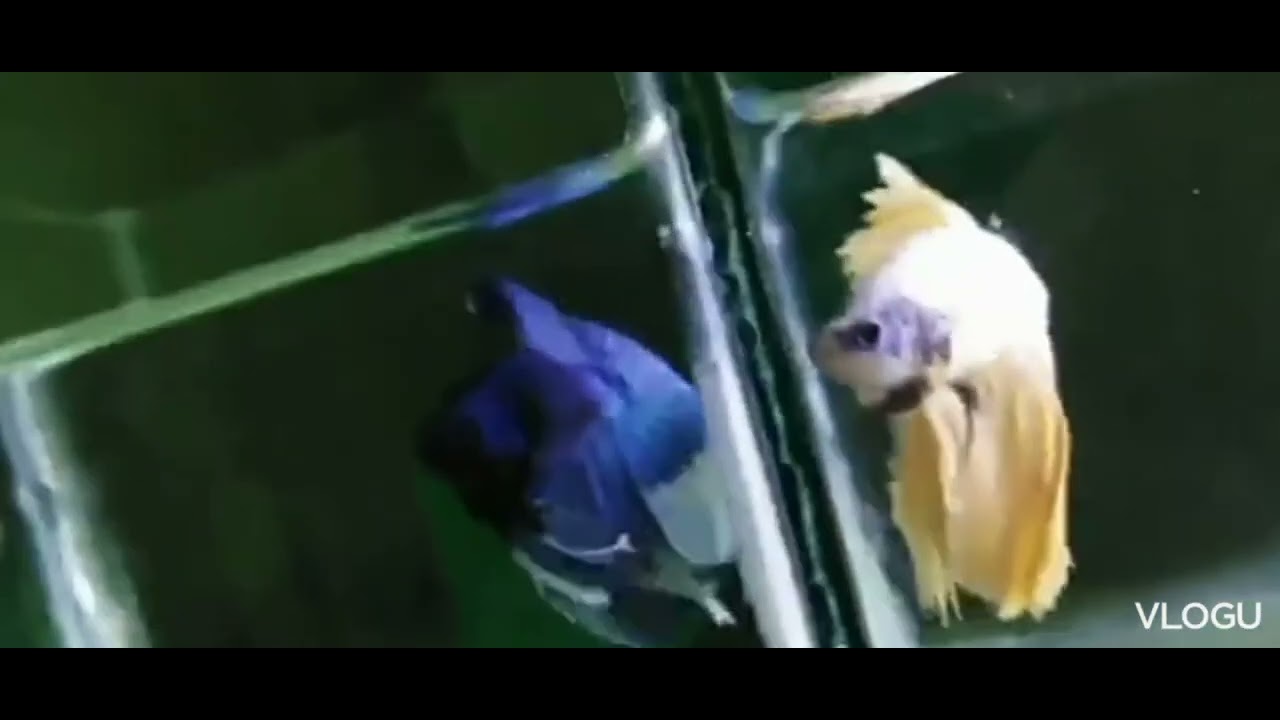 faitar fish - YouTube