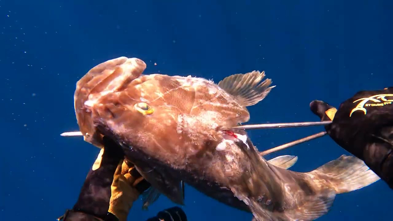 Σφυριδες στις αμμοπλακες...White grouper... - YouTube