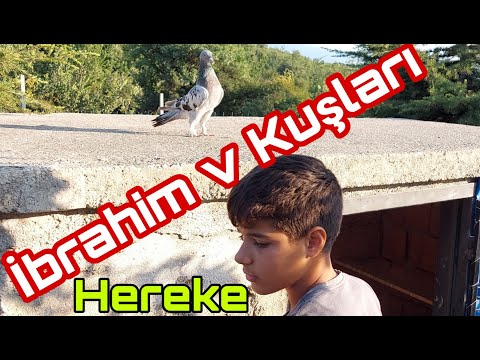 İbrahim ve Kuşları. Hereke Taklacı Güvercin. Hereke Oyun Kuşu Kümesleri. Hereke Paçalı Güvercin