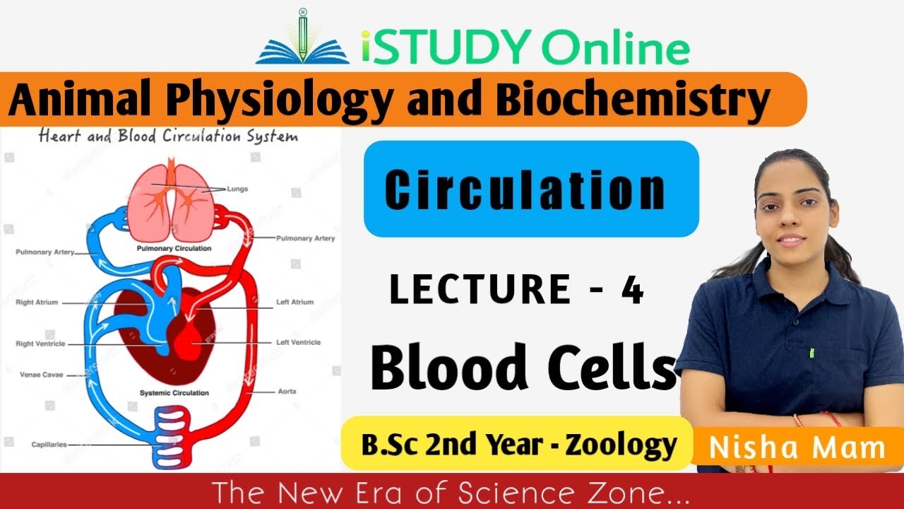 Blood Cells| lect-4 | Circulation | Animal Physiology and Biochemistry ...