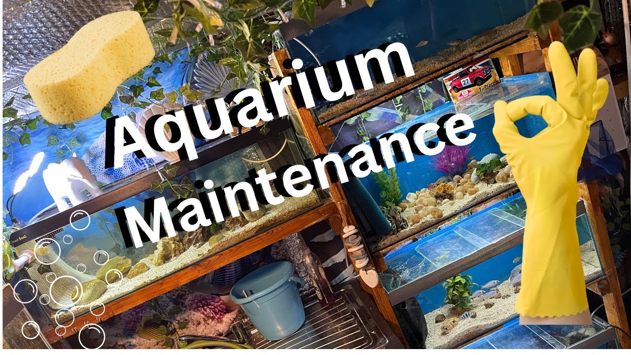 Aquarium Maintenance in the FISH ROOM - YouTube