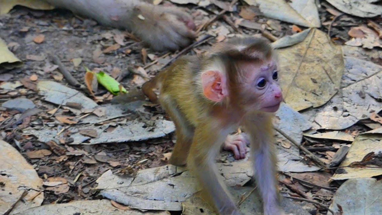 So smart a newborn baby monkey learn to for the first time when saw ...