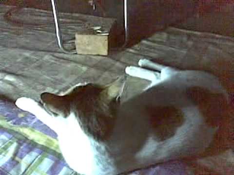 kittin baby CAT HOT -3-01-12011.