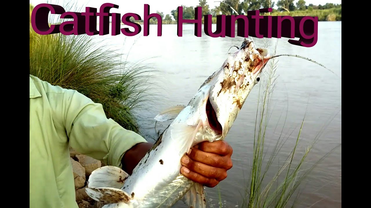 Catfish Hunting from freshwater | Singara fish Hunting |!Fishing in ...