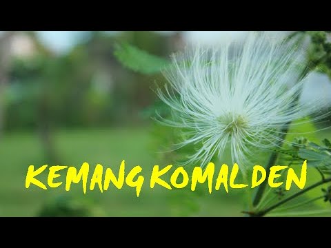 KEMANG KOMAL DEN || LAGU SUMBAWA TERBARU - YouTube
