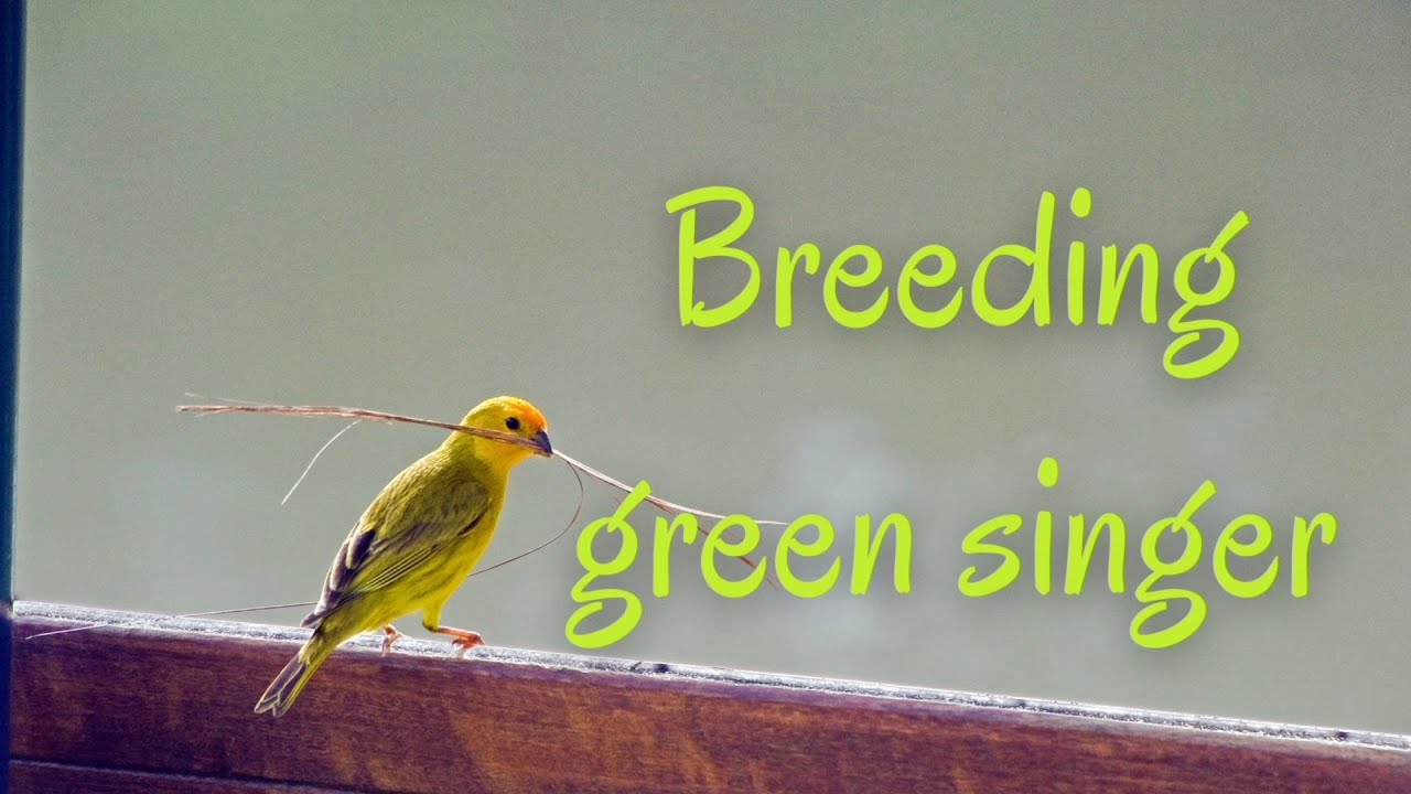 Breeding mozambik/green singer - YouTube