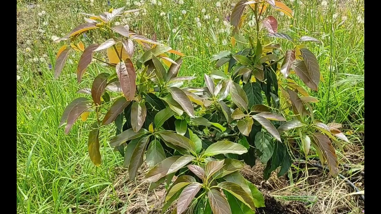 ARBOL de AGUACATE variedad BACON EVOLUCION 🥑y mas CONSEJOS - YouTube