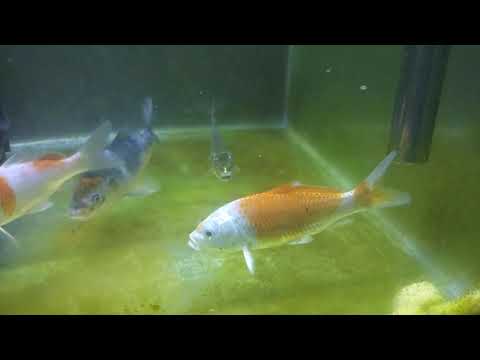 Day 7 @ 10:20pm Last treatment: Dimilin for Argulus (Fish Lice) and ...