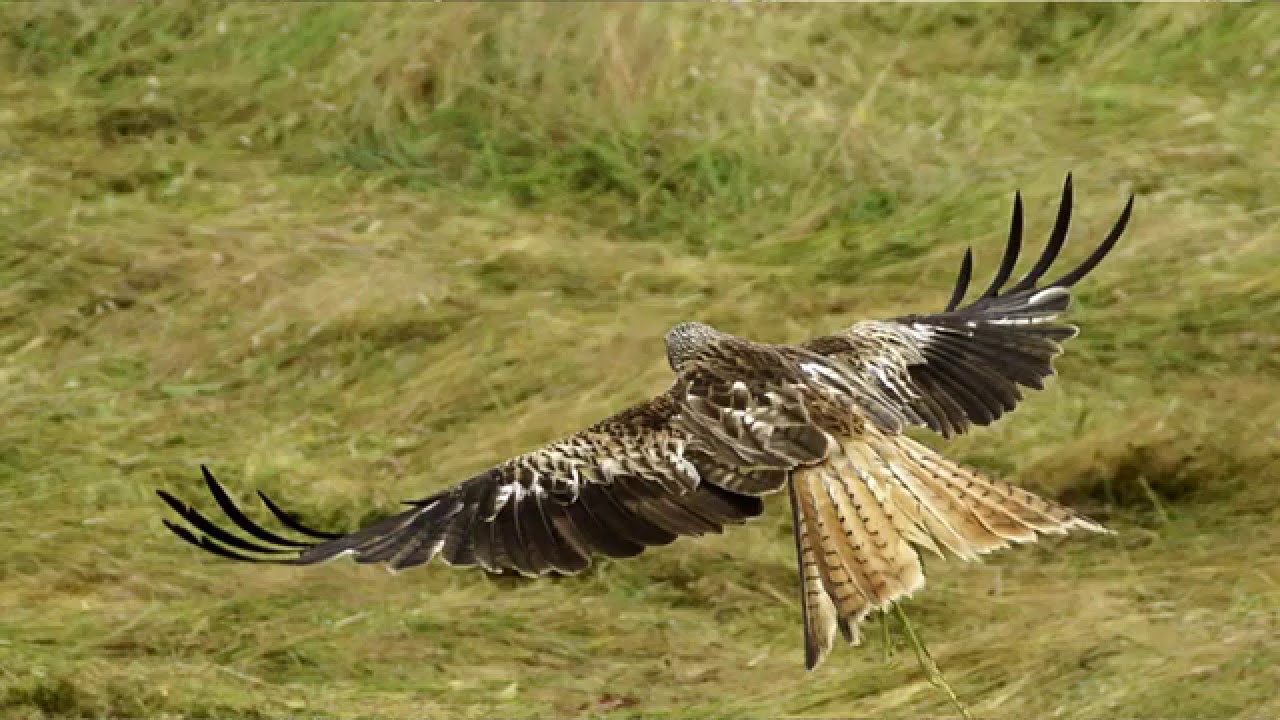 Tutorial Greifvögel fotografieren - YouTube
