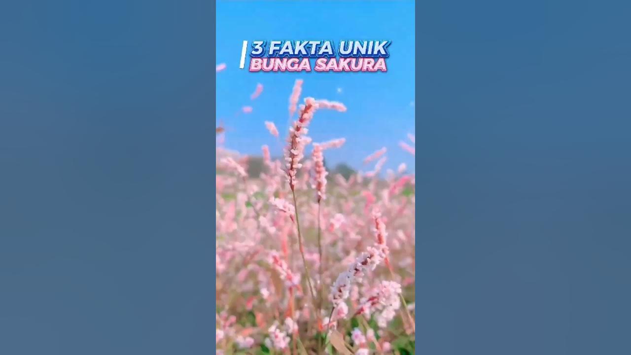 3 FAKTA UNIK TENTANG BUNGA SAKURA #shorts - YouTube