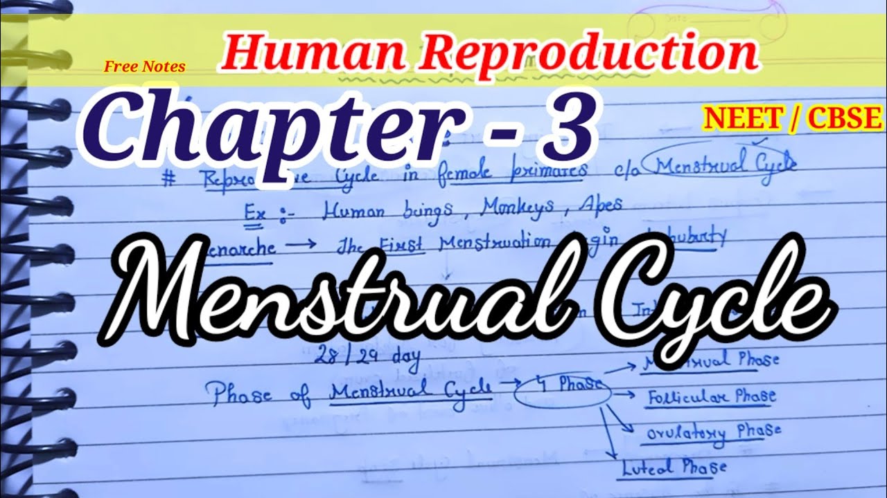 Menstrual Cycle Class 12th Biology | Trick to learn Menstrual Cycle ...