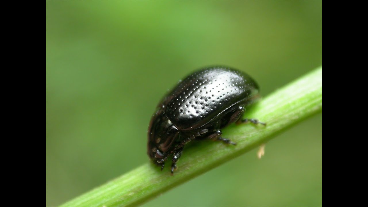 Chrysolina oricalcia - YouTube