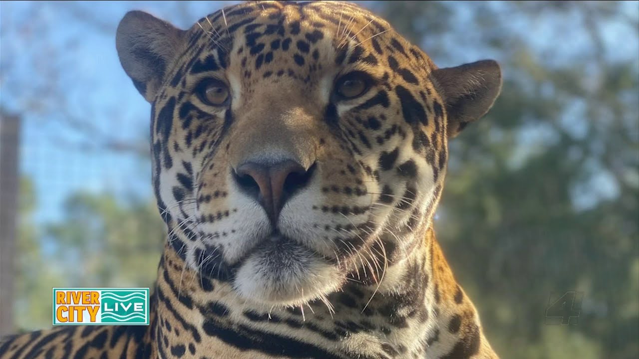 Meet Tank the Jaguar from Single Vision Inc. - YouTube