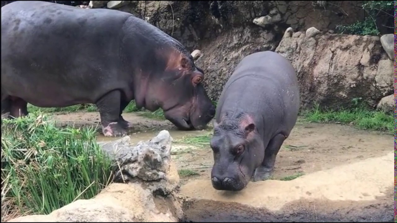 hippo 6 @oji zoo 15 apr 2018 - YouTube