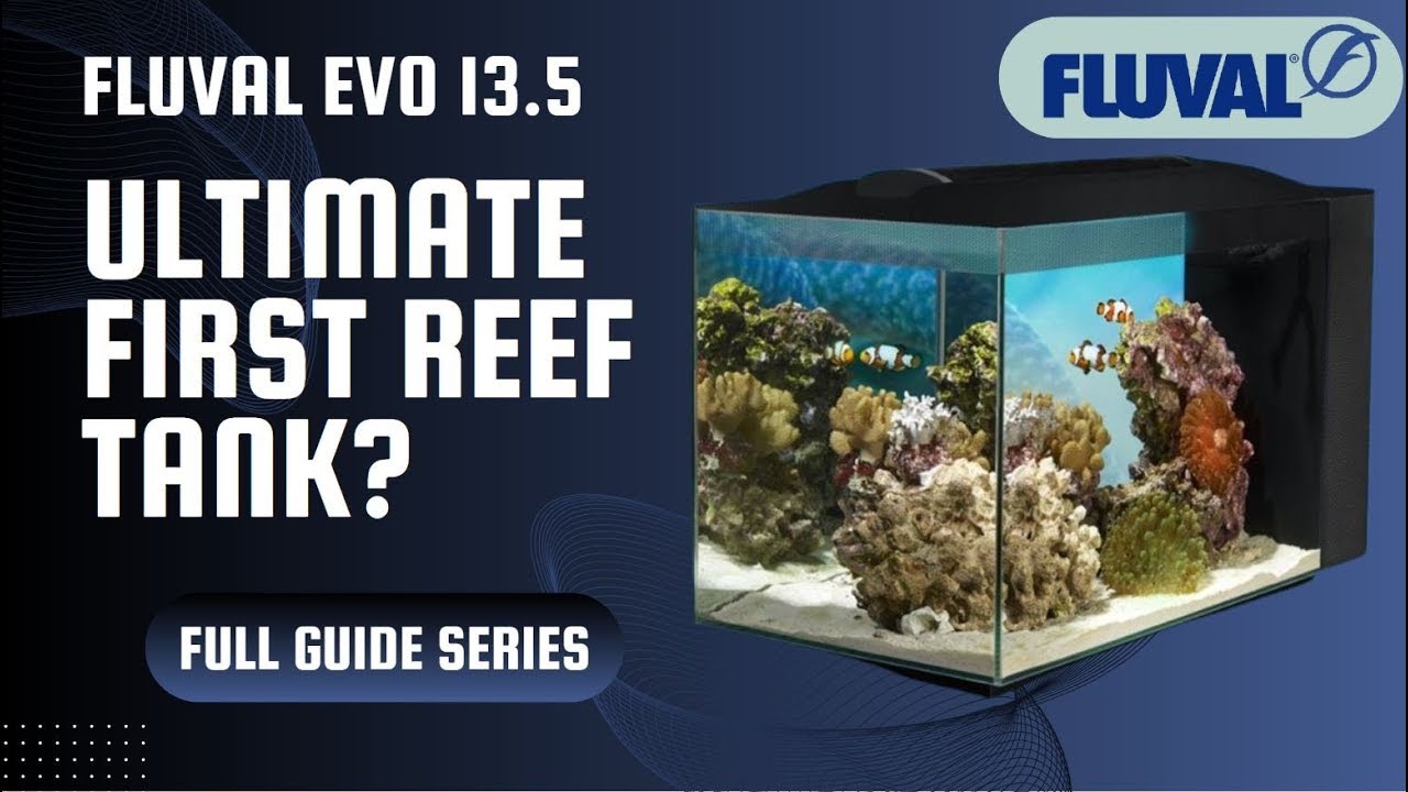 How to Setup a Fluval Evo Reef Tank - The secrets to success - YouTube