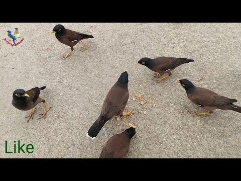 Maina bird song | maina bird eating | maina bird sound || Bird plus ...