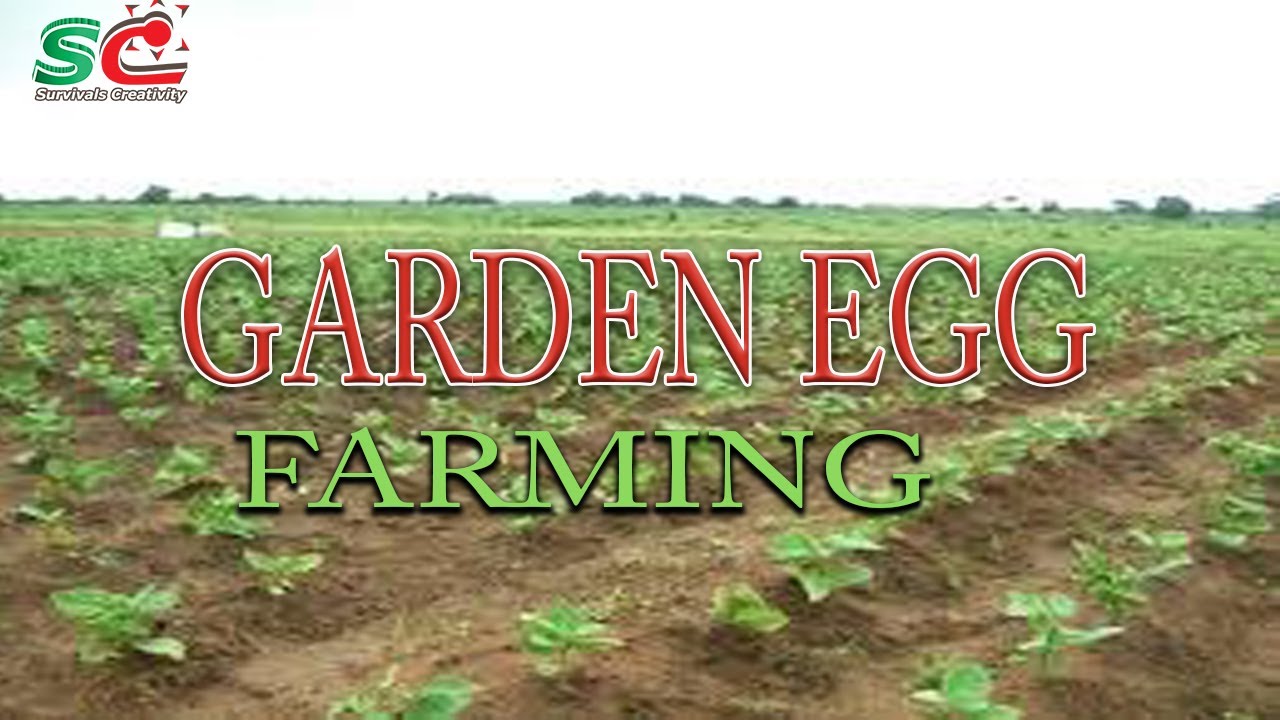 Garden Egg Production In Adazi-Enu - YouTube